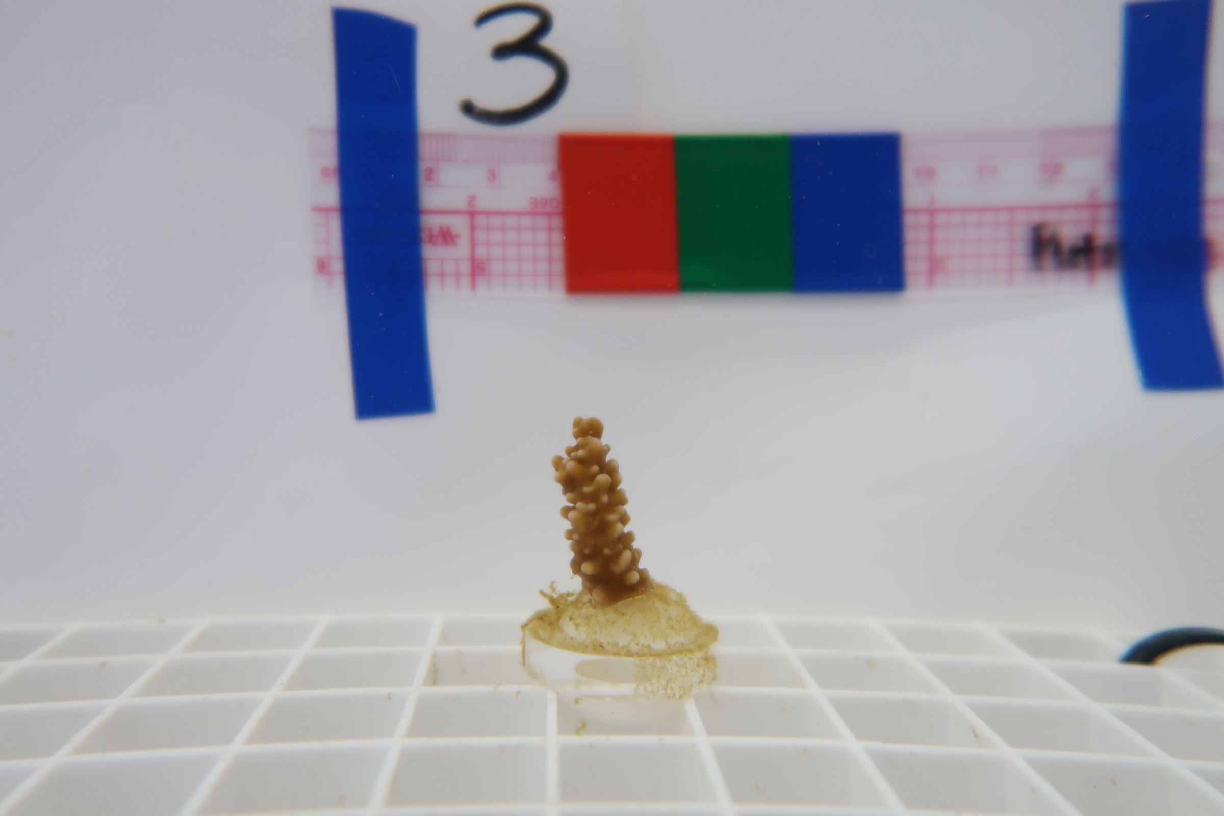 coral Object Detection Dataset by ZhuolunMeng