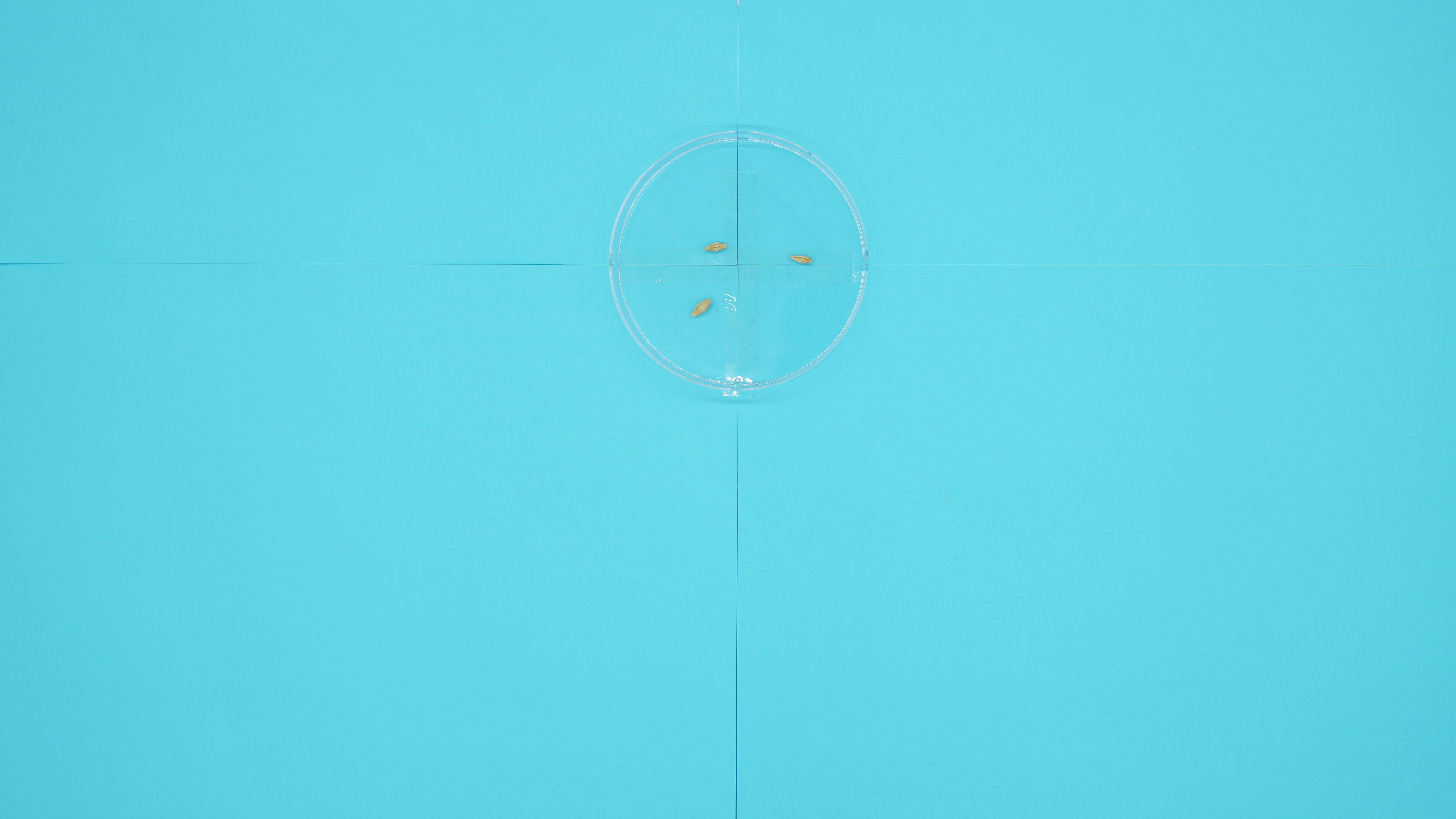 Seed Detection Object Detection Dataset And Pre Trained Model By Project Ak7yj