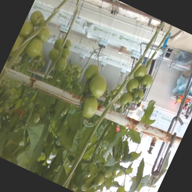 Greenhouse Tomato Object Detection Dataset and Pre-Trained Model by Greenhouse Thesis Project