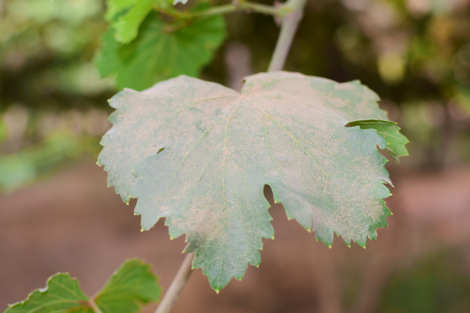 Grapes Classification Classification Dataset and Pre-Trained Model by ...