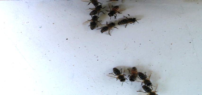 How to Use the Bee Counting Object Detection API