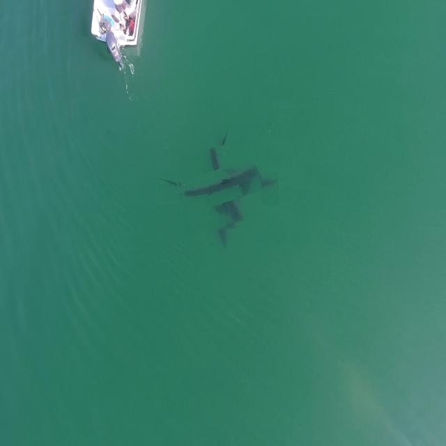 Shark Ml Object Detection Dataset And Pre Trained Model By Shark Ml