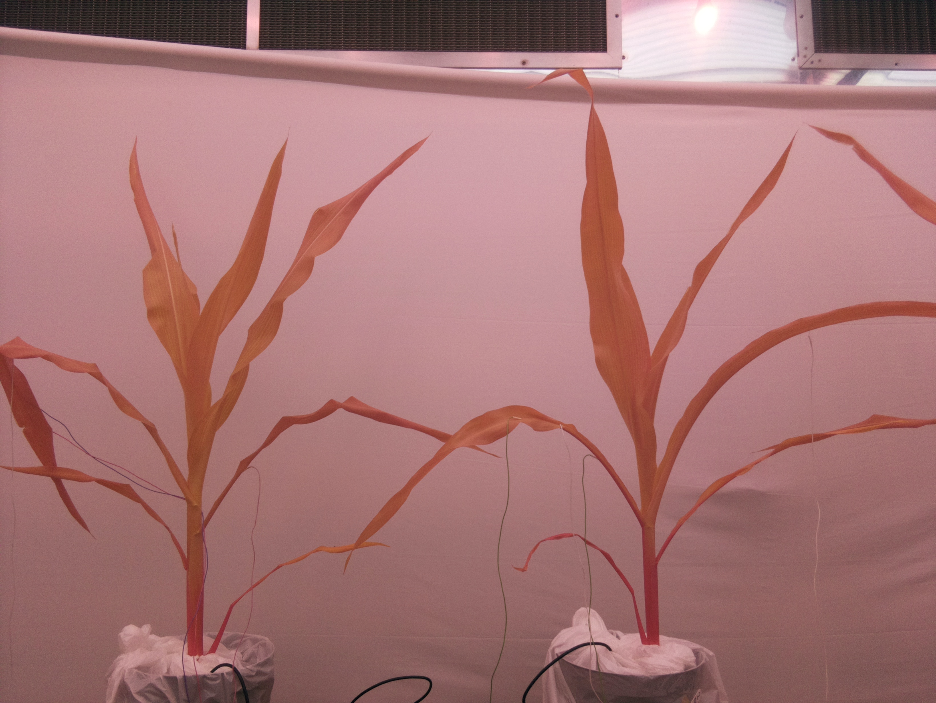 Plant Instance Detection 17042023 Instance Segmentation Dataset And Pre Trained Model By