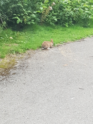 INaturalist Object Detection Dataset by Jonathan Bell