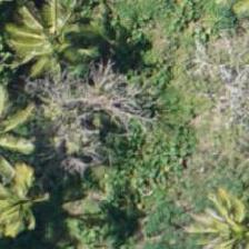 like:manfred-michael/oil-palm-detection | Roboflow Universe Search