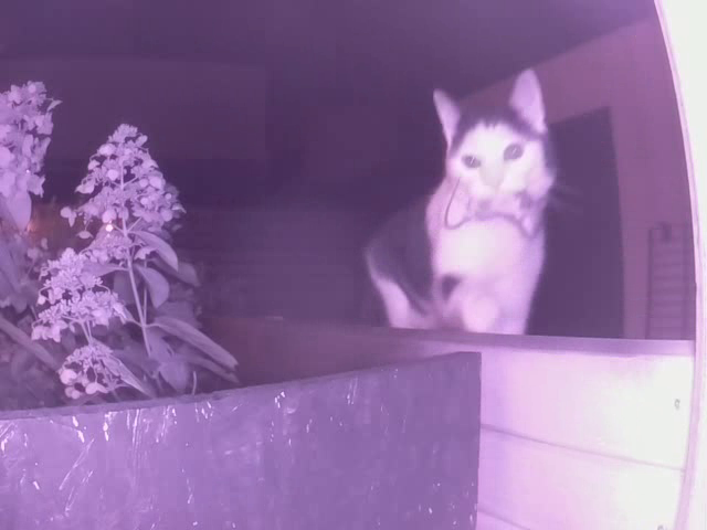Catcam Mouse Detector Object Detection Dataset And Pre Trained Model By
