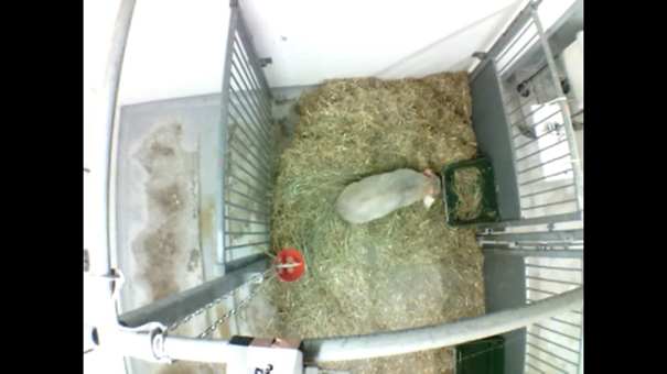 Pig detection Object Detection Dataset by Aarhus Uni