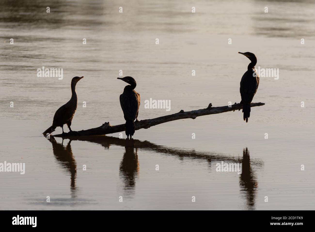 Some Birds Object Detection Dataset by Bird Flock Annotation