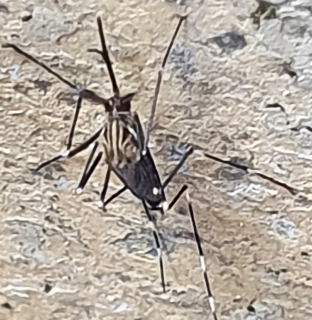 image-classfication Classification Dataset by personalprojects