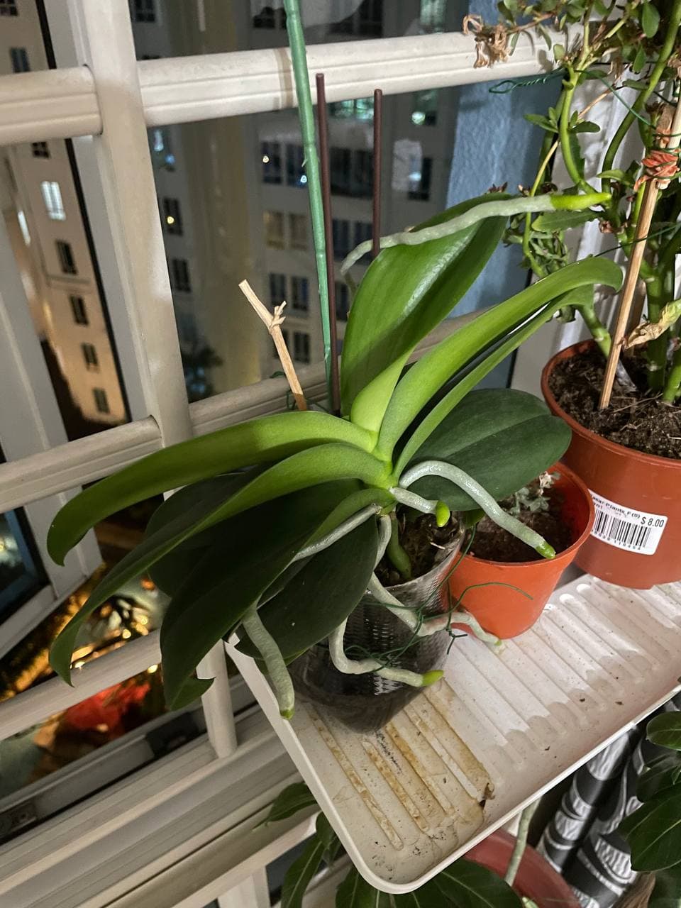 See Boon Siang - Roboflow Universe