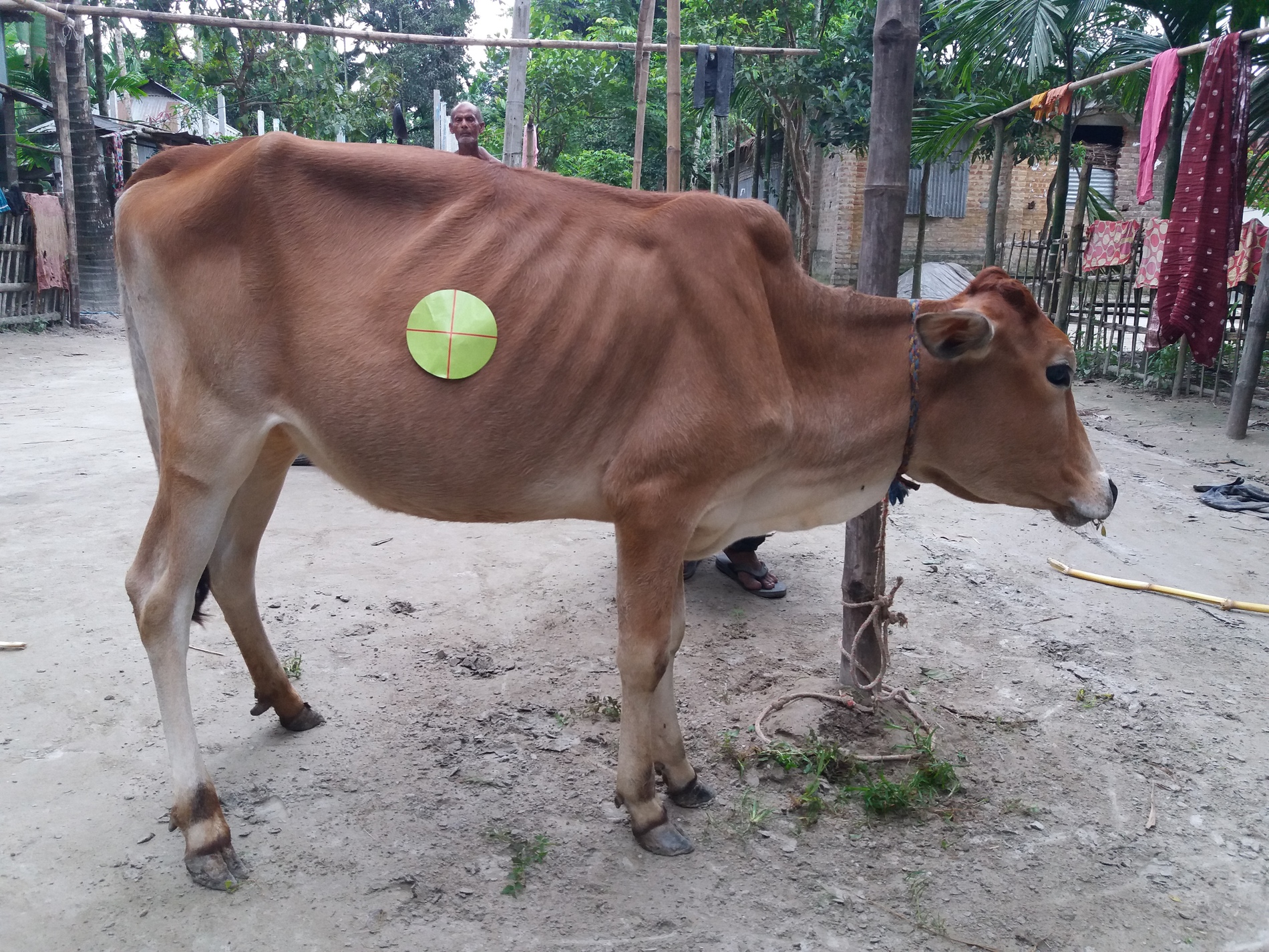 Weight cow Instance Segmentation Dataset and Pre-Trained Model by Zeta