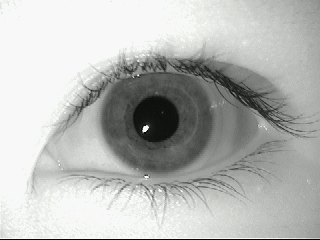 iris-pupil Object Detection Dataset and Pre-Trained Model by ocula