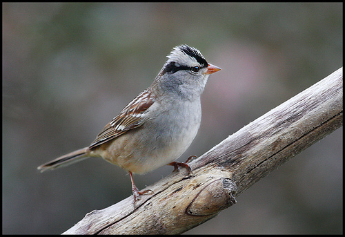 Bird Detection Classification Dataset by College