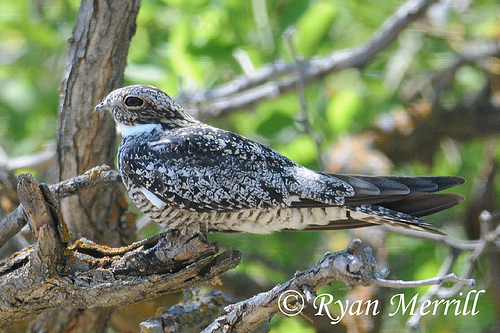 Bird Detection Classification Dataset By College