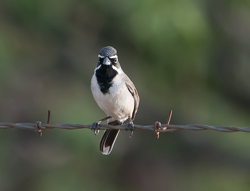 Bird Detection Classification Dataset by College