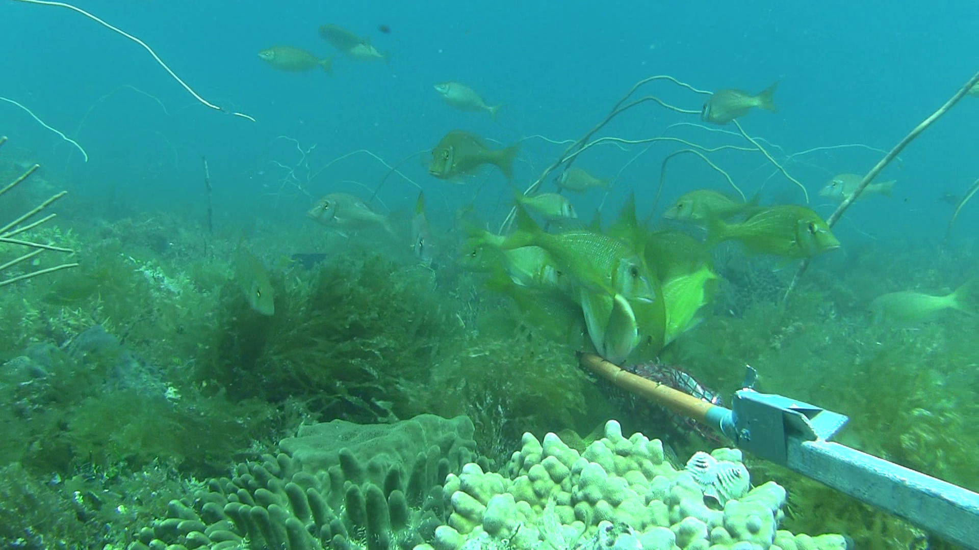 Fish detection test 1 Object Detection Dataset And Pre Trained Model By