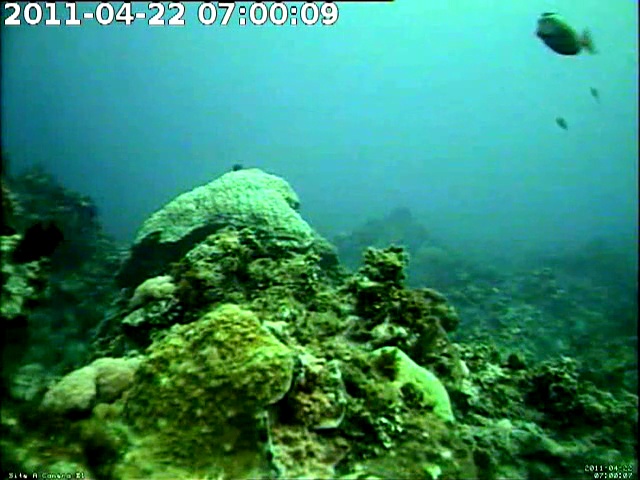 f4k-batch-test Object Detection Dataset by oceanx