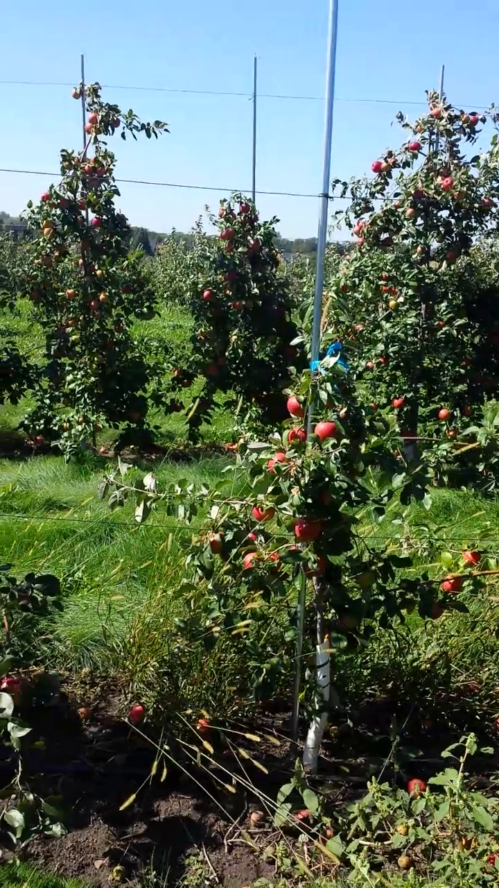 Apple detection on tree Object Detection Dataset and Pre-Trained Model by apple