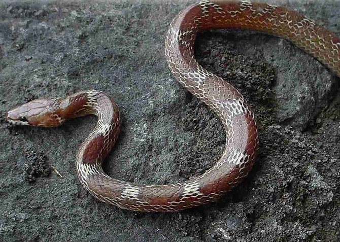 Snake Differentiation - Roboflow Universe