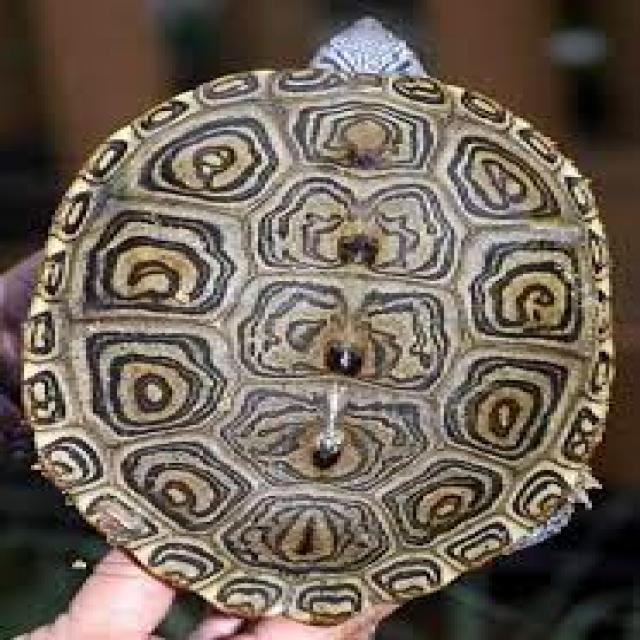 objectdect-yolo Object Detection Dataset and Pre-Trained Model by ...