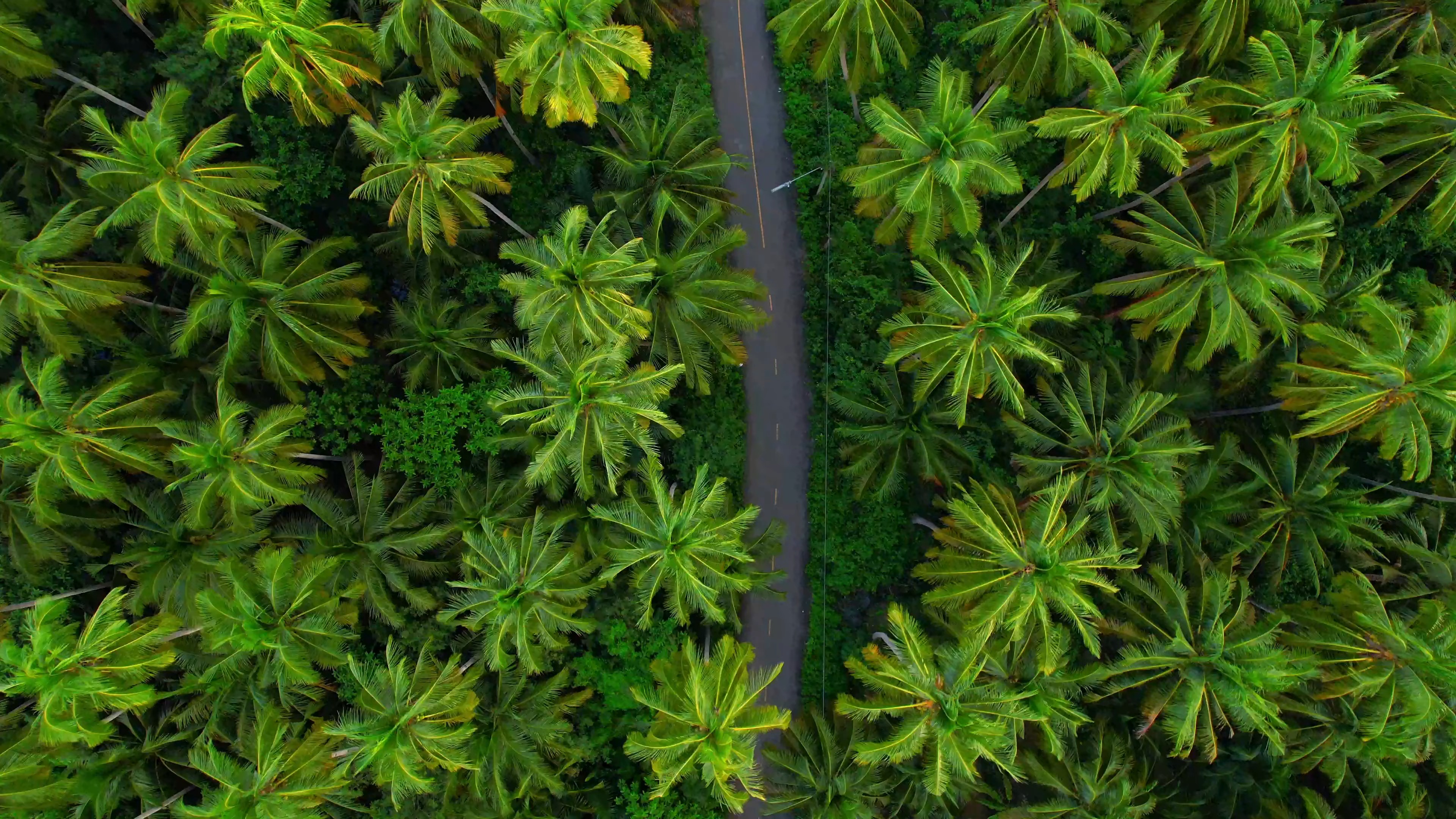 Coconut Tree Detection Object Detection Dataset By Sih2023