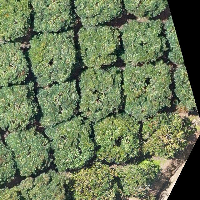 Total_Trees_Count Object Detection Dataset by SIH2023