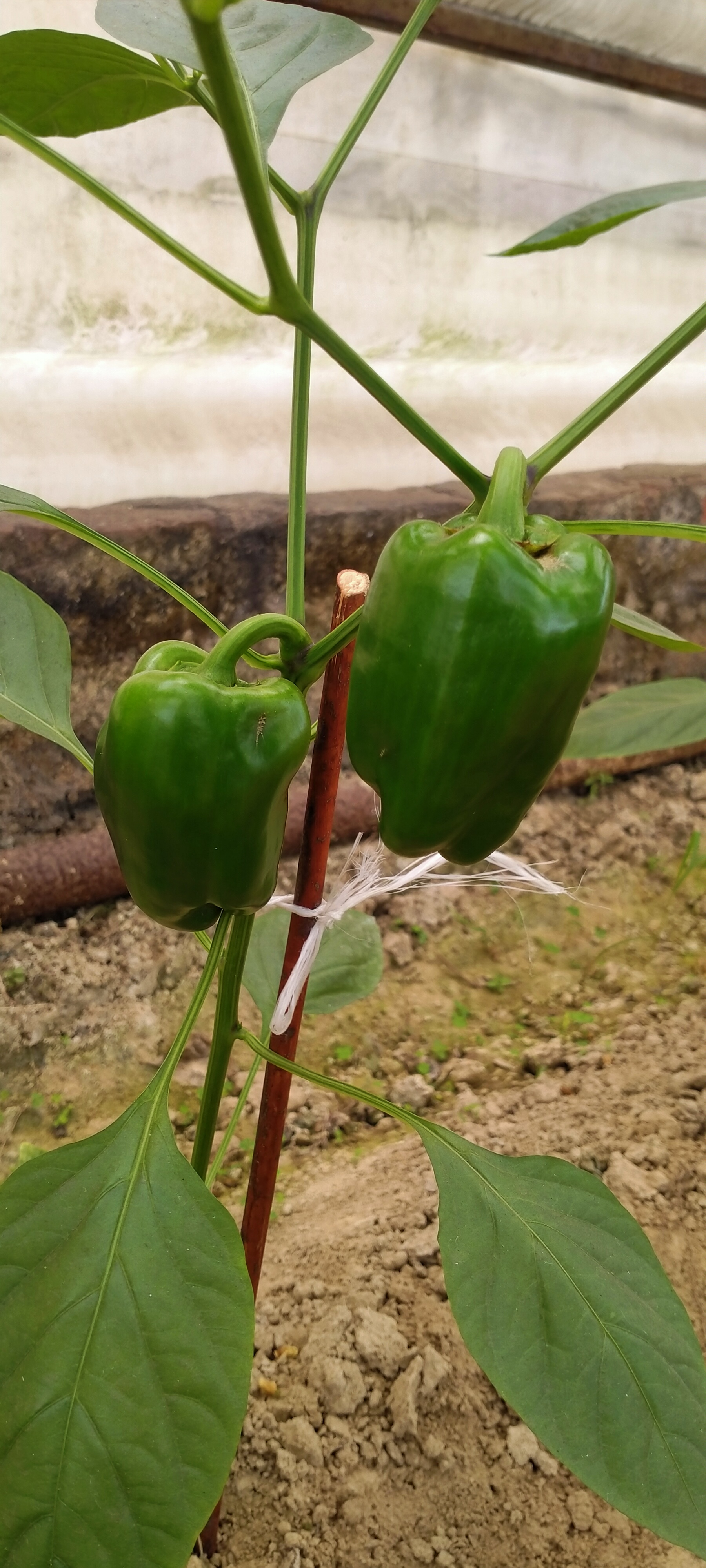 capsicum maturity Instance Segmentation Dataset and Pre-Trained Model ...