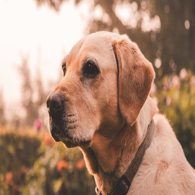 Dogs Object Detection Dataset by Stefan Razvan