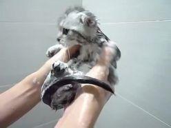 detection Object Detection Dataset and Pre-Trained Model by custom yolov7