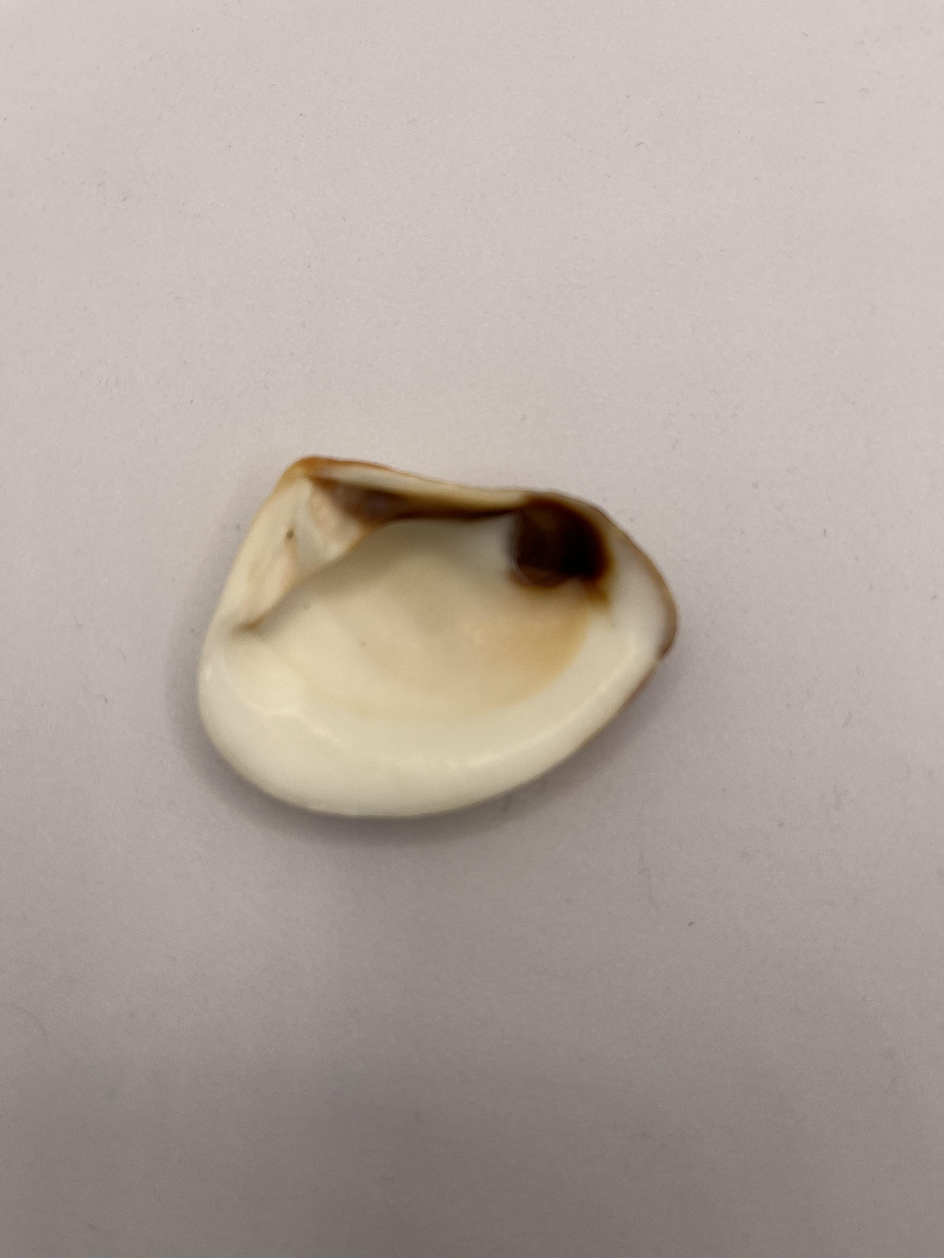 seashell Type Classification Dataset and Pre-Trained Model by David