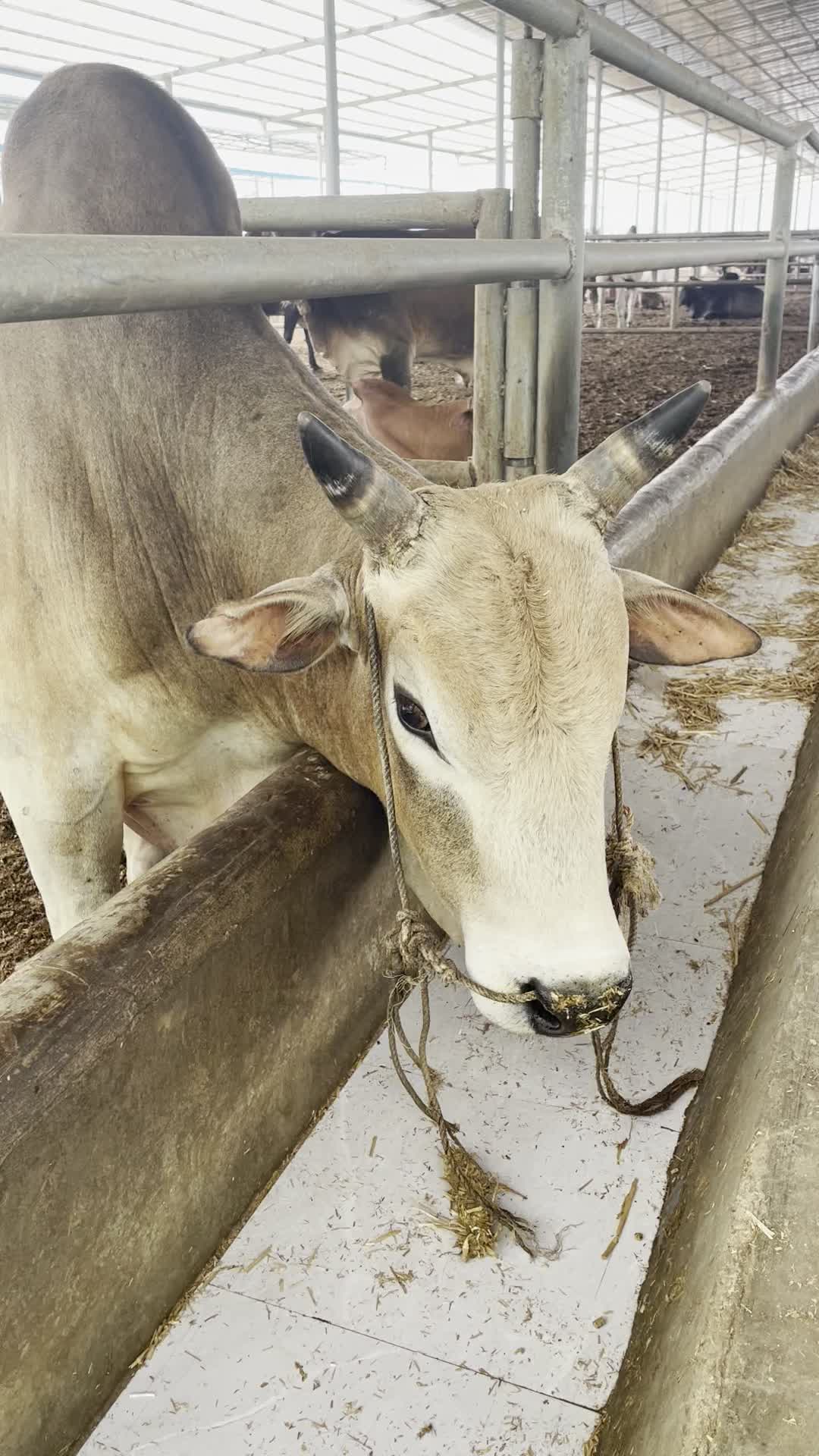 How To Use The Cow Model Object Detection Api