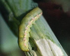 cvvv Object Detection Dataset by NEW