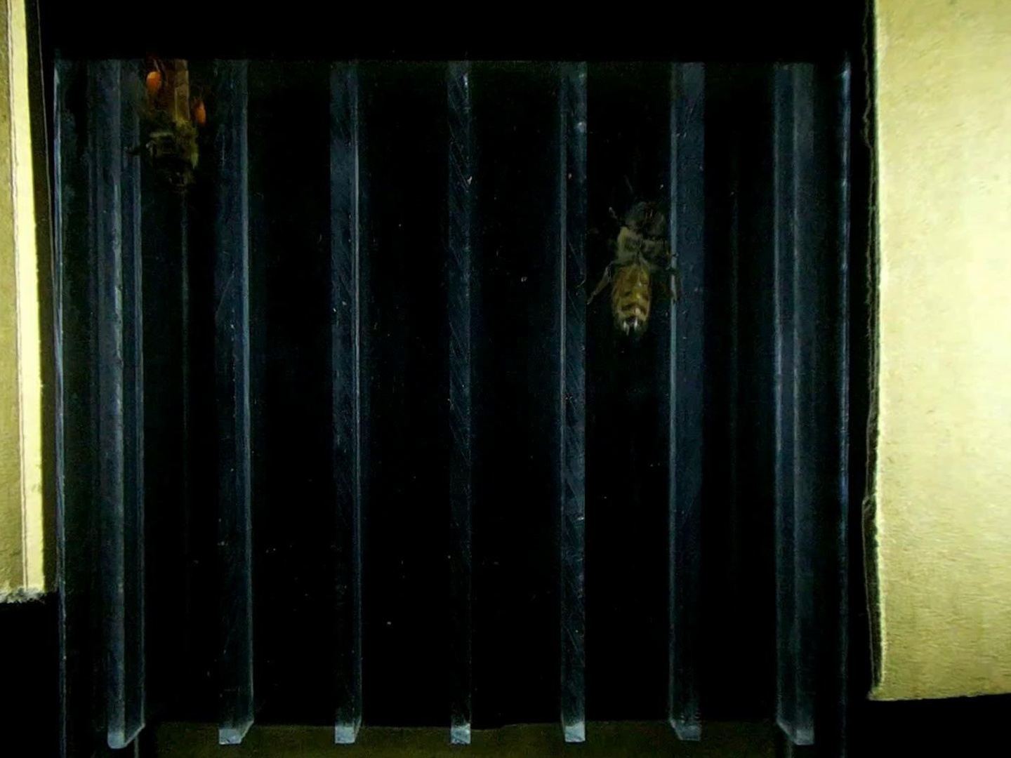 pollen S1 Instance Segmentation Dataset by NTU Bee