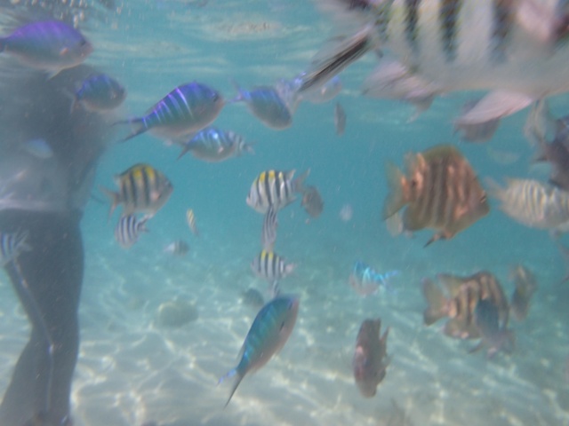 Mine Detection Object Detection Dataset By Benim Mekan