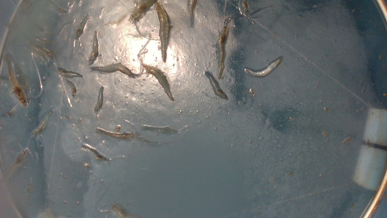 Shrimp population counting Object Detection Dataset and Pre-Trained Model by Shrimp