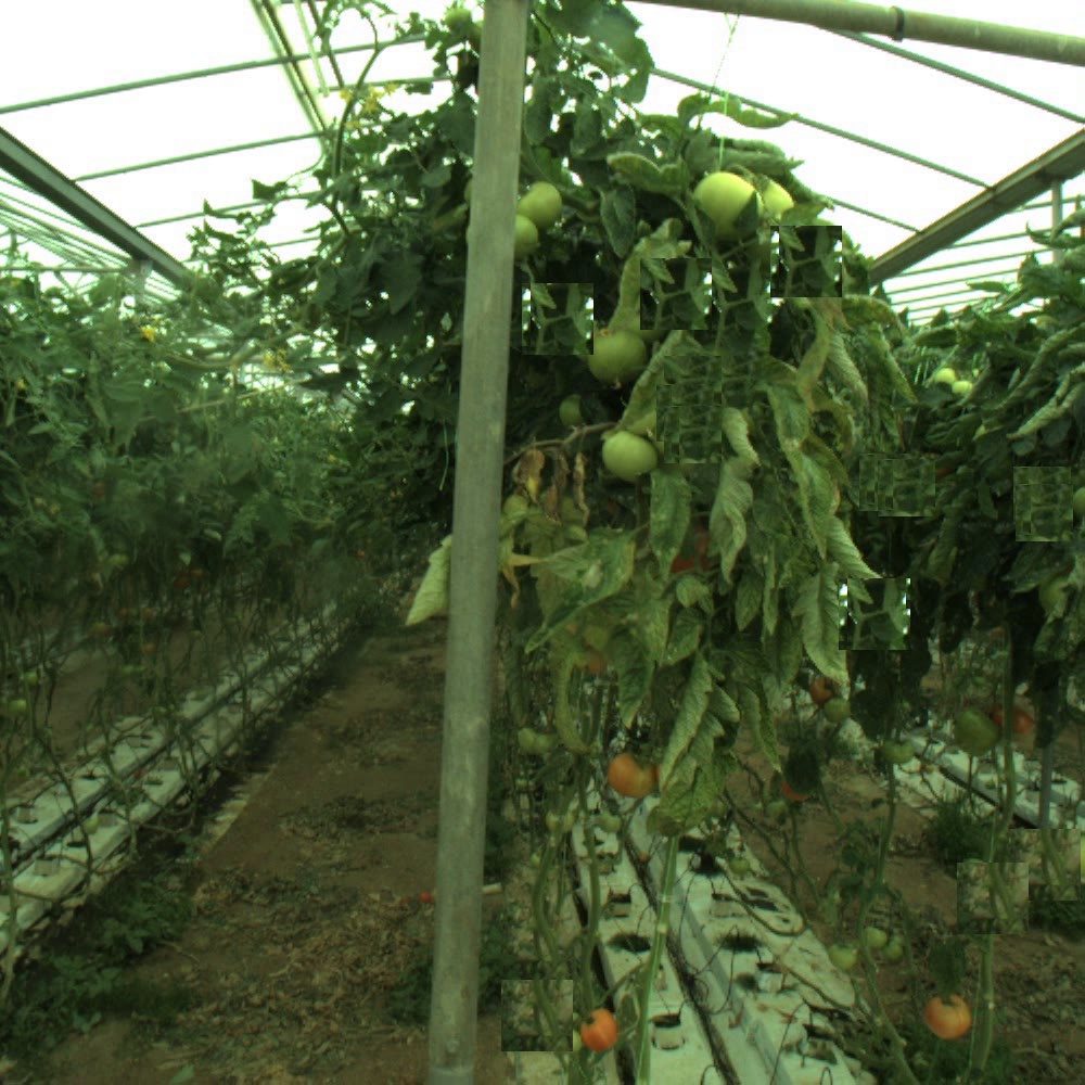 Tomato Detection Object Detection Dataset And Pre Trained Model By Gazi