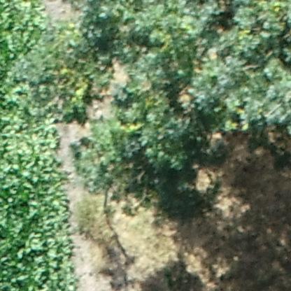 weed detection Object Detection Dataset and Pre-Trained Model by j