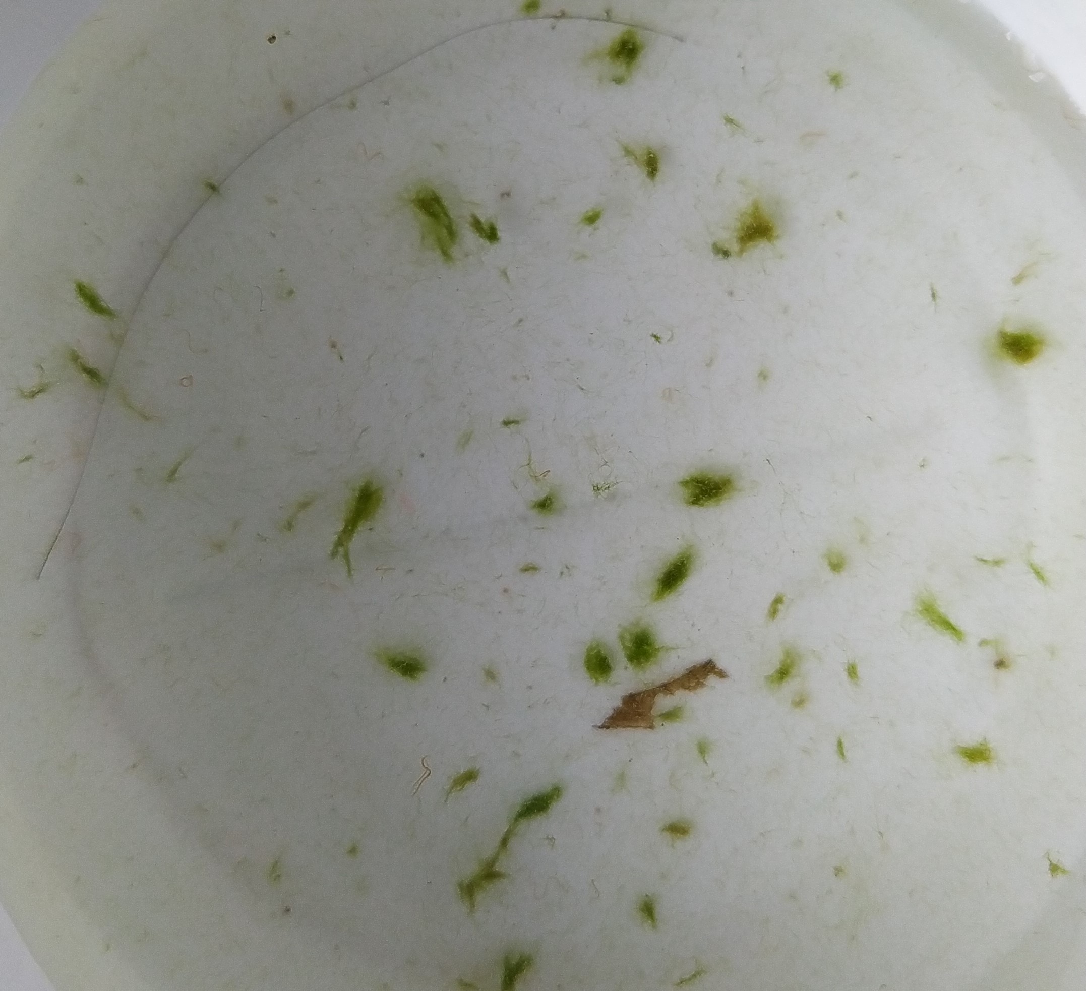 Algae In Water Object Detection Dataset By Madusha