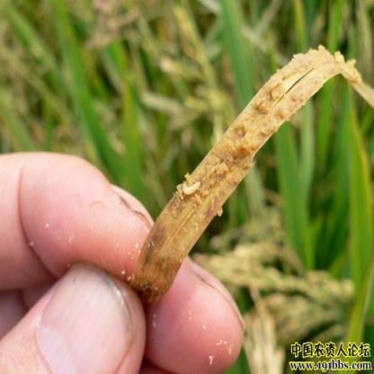 Rice pest Object Detection Dataset by Capstone