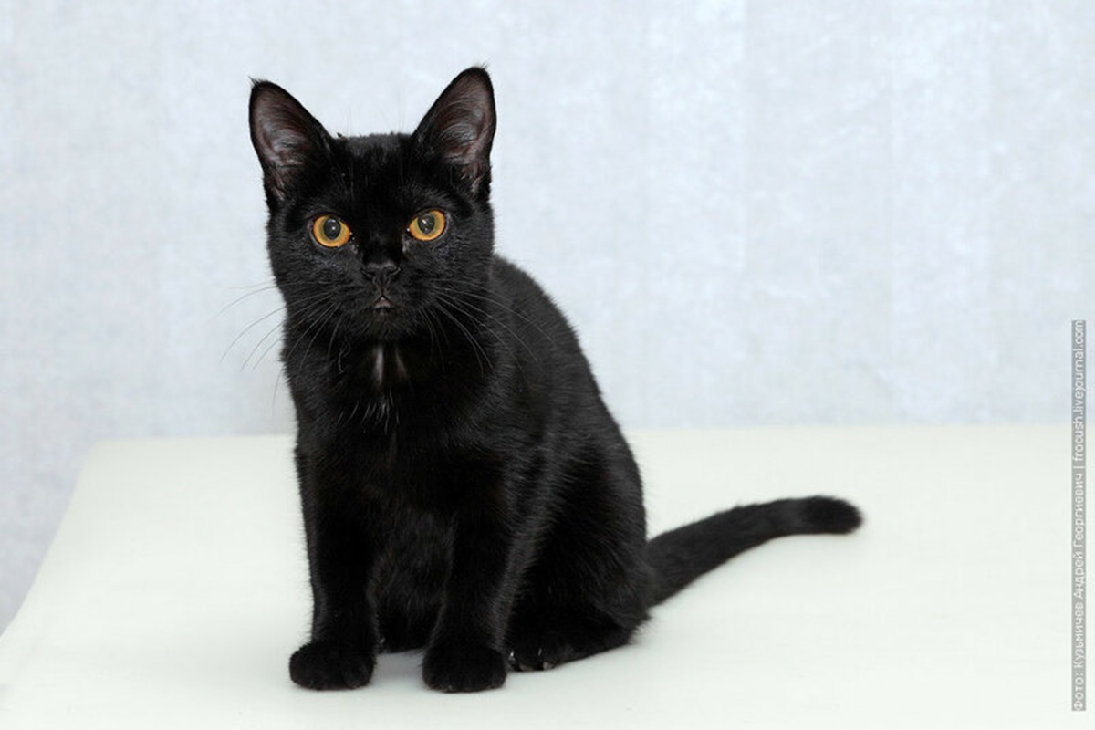 Cat_Detection Object Detection Dataset and Pre-Trained Model by Burak ...