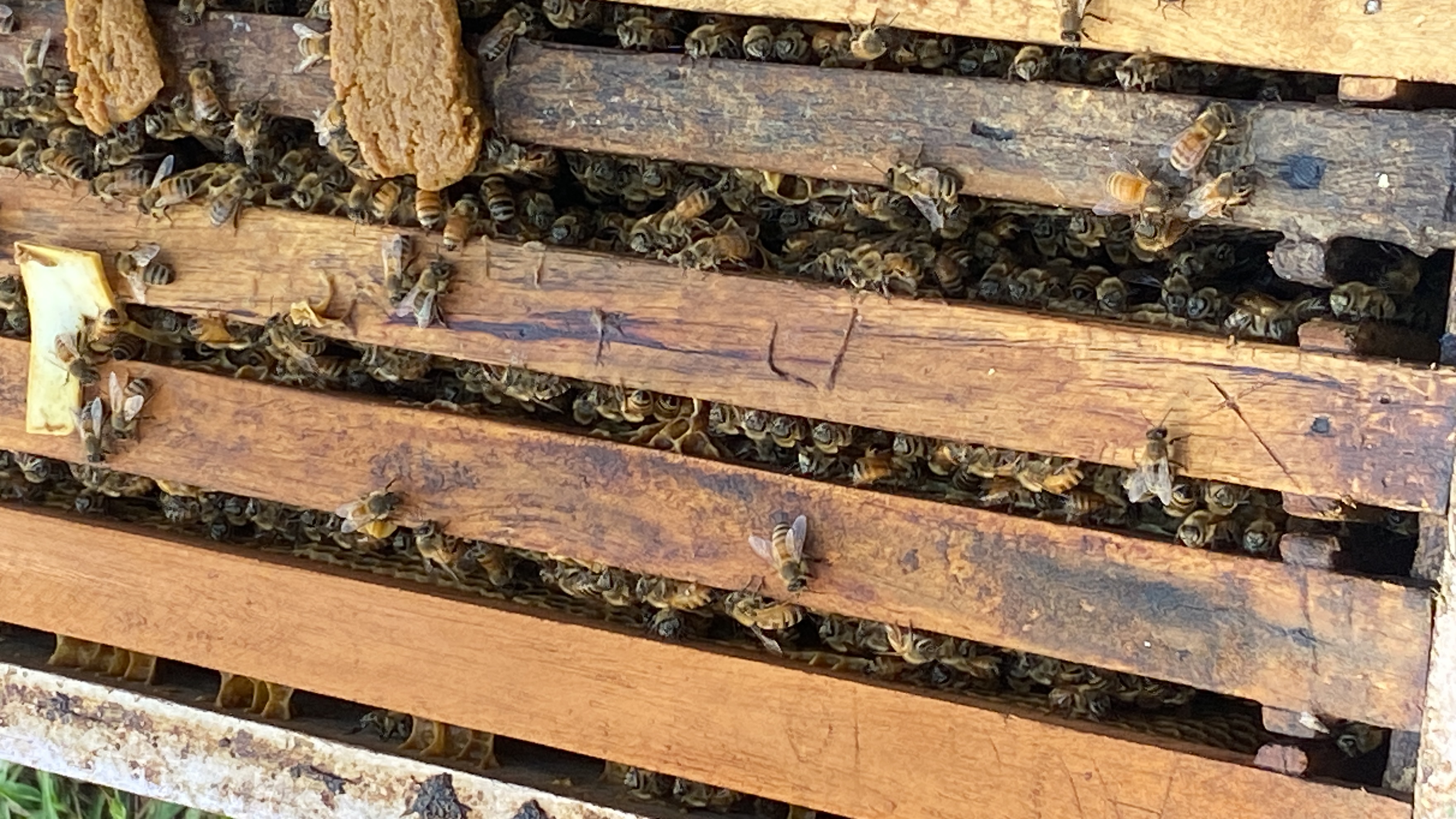 Bees Varroa Object Detection Dataset By Bubuyog