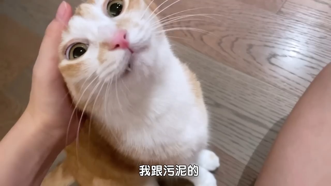 cat Object Detection Dataset and Pre-Trained Model by practice