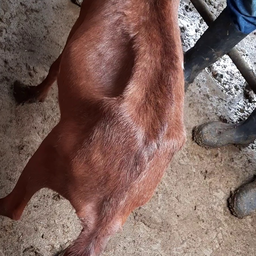 GOATS Object Detection Dataset by goats