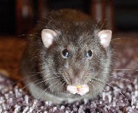 cc-object-detection Object Detection Dataset and Pre-Trained Model by ccpestdetection