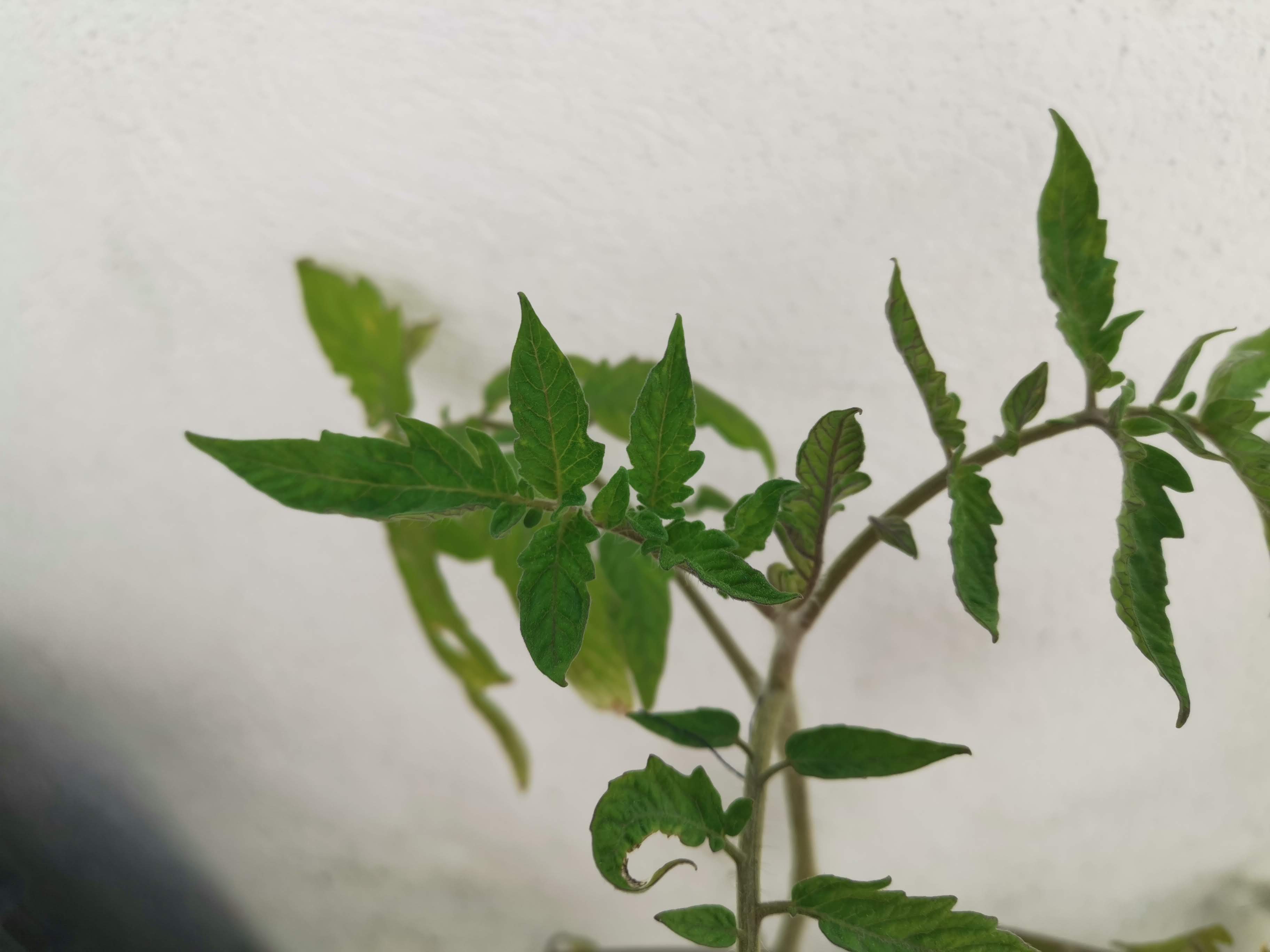 tomato Object Detection Dataset by tomates