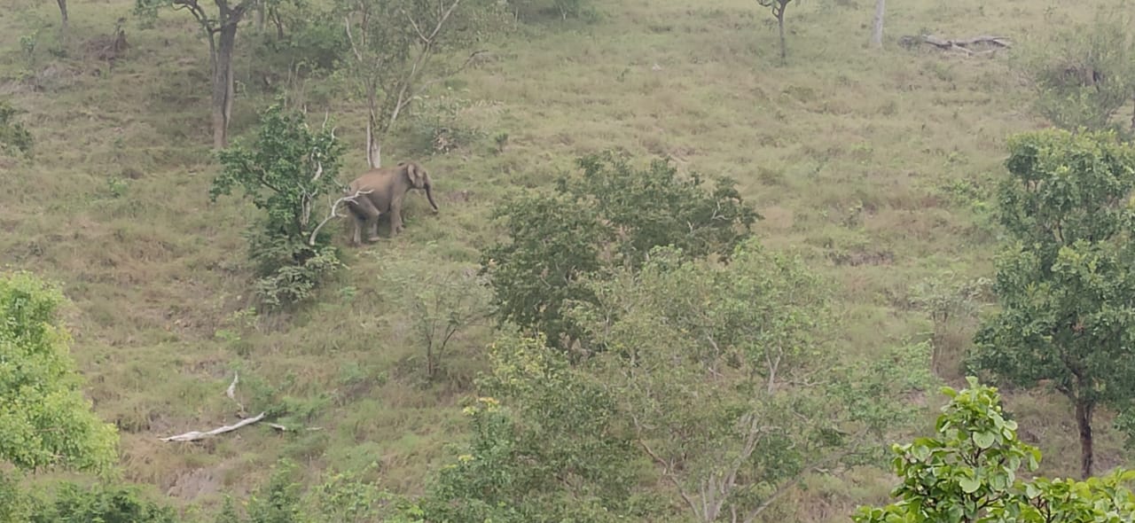 How to Use the Elephant_detection Object Detection API