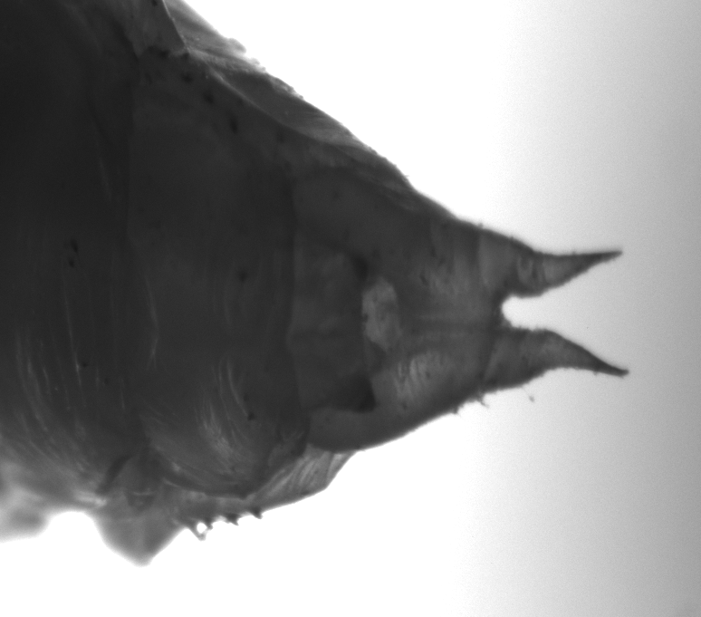 Pupa gender detection Classification Dataset and Pre-Trained Model by Fontys Hogescholen