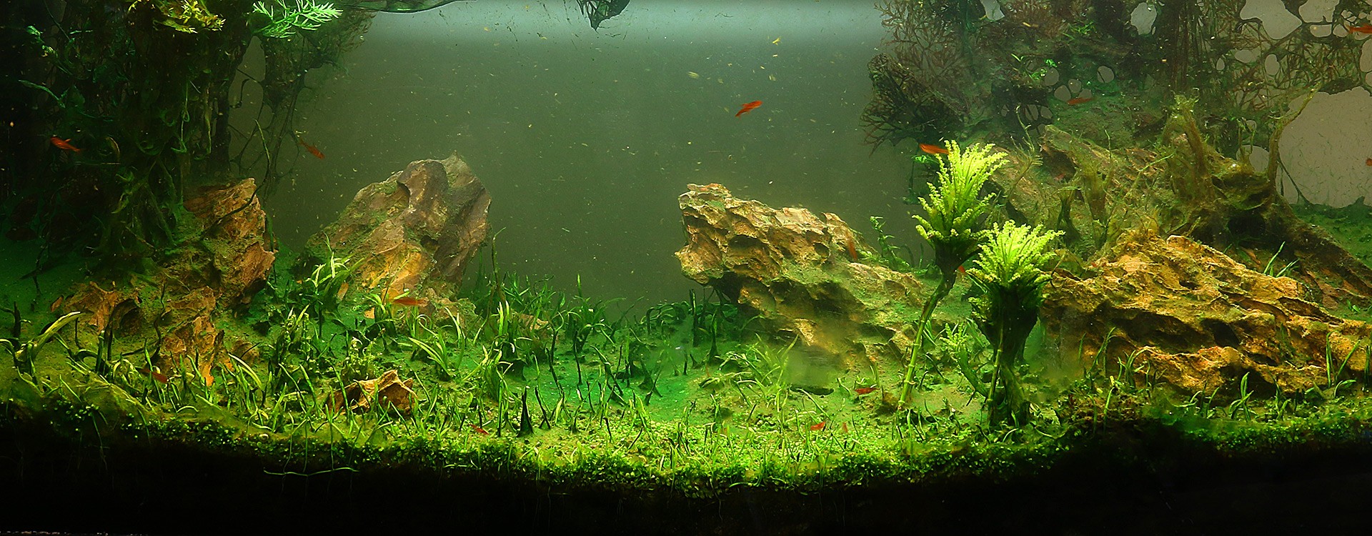 Identify Algae Object Detection Dataset and Pre-Trained Model by SLIIT