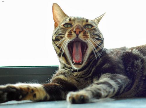 Cats-Dogs Computer Vision Dataset by Khoa