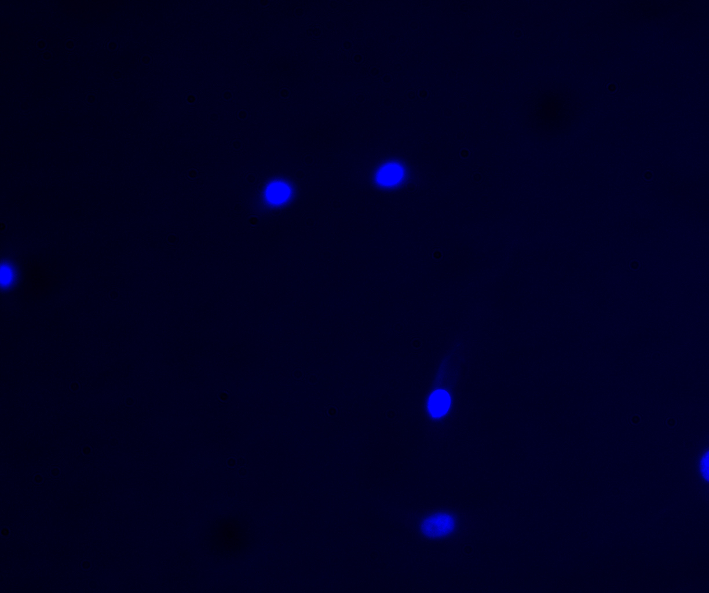 Pheesh Object Detection Dataset And Pre Trained Model By Experiment Workspace